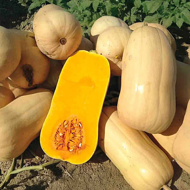 Gurney’s Giant Butternut Winter Squash - Gurney's Seed & Nursery Co.