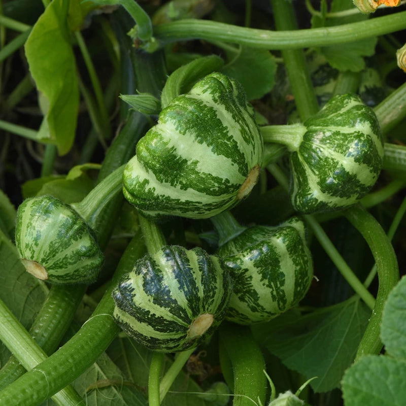 Green Lightning Summer Squash – Gurney's Seed & Nursery Co.