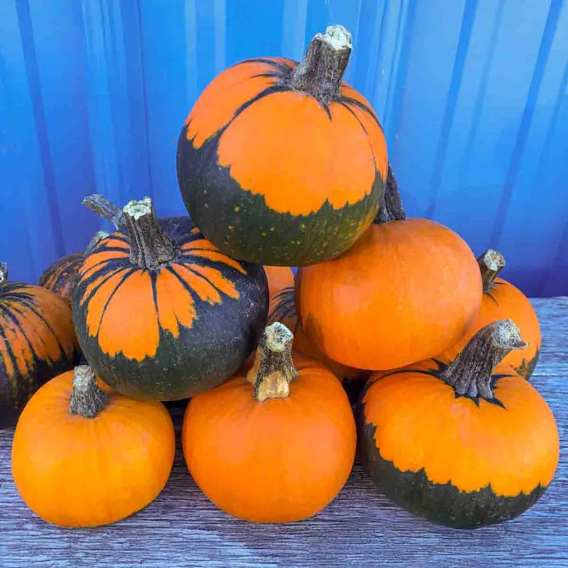 Batwing Pumpkin – Gurney's Seed & Nursery Co.