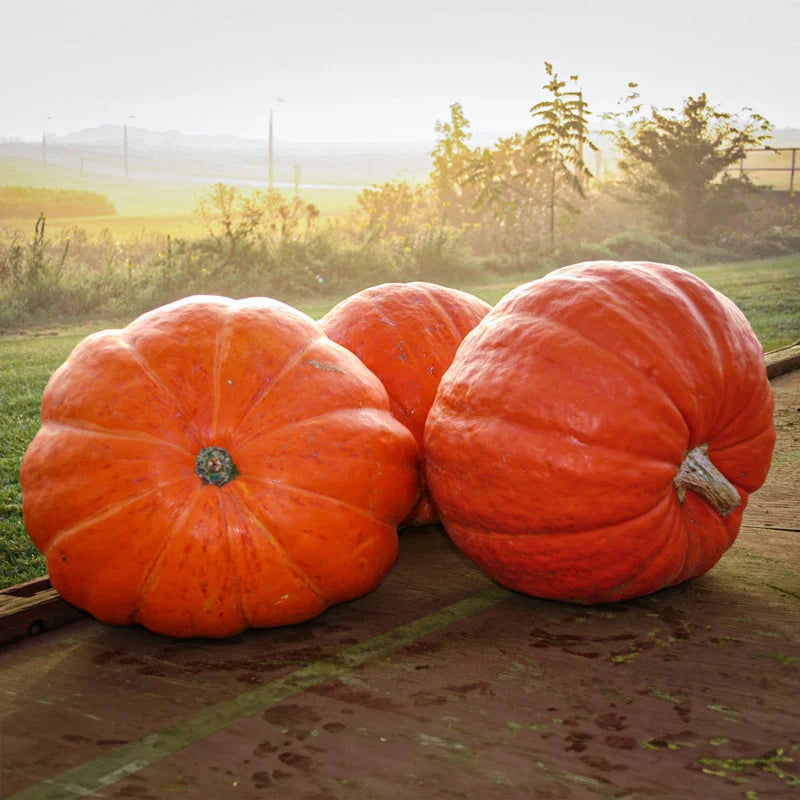 Big Moose Pumpkin – Gurney's Seed & Nursery Co.