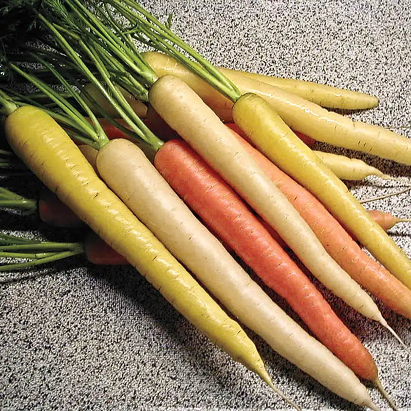 Rainbow Hybrid Carrot Seed | Gurney's Seed & Nursery Co.