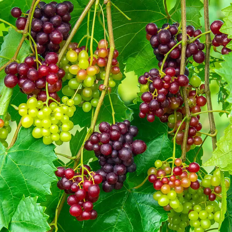 RazzMatazz® Seedless Grape Vine | Gurney's Seed & Nursery Co.