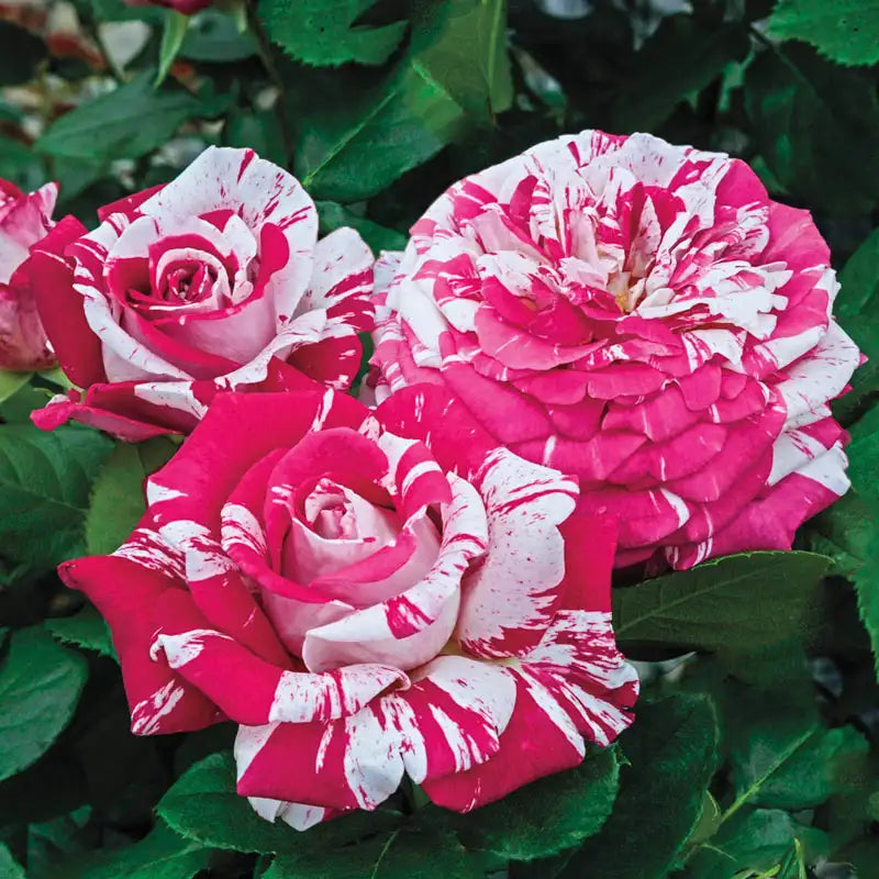 Neil Diamond Hybrid Tea Rose | Gurney's Seed & Nursery Co.