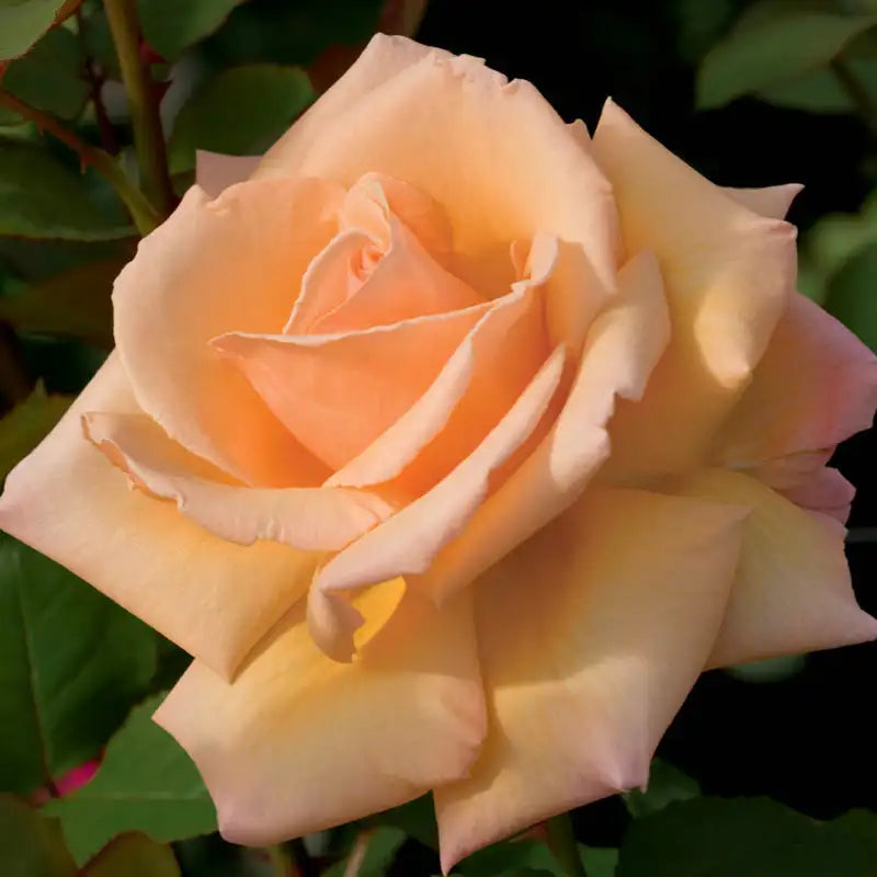 Over the Moon Hybrid Tea Rose | Gurney's Seed & Nursery Co.