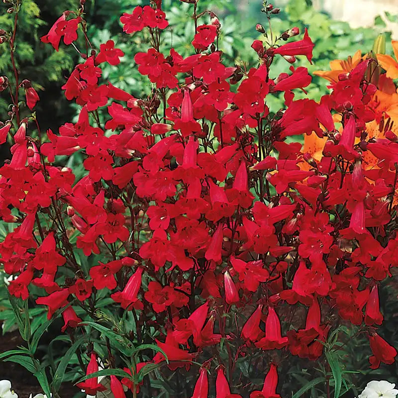 Red Penstemon | Gurney's Seed & Nursery Co.
