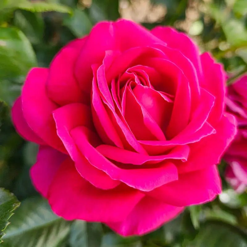 Nothing But Class Hybrid Tea Rose | Gurney's Seed & Nursery