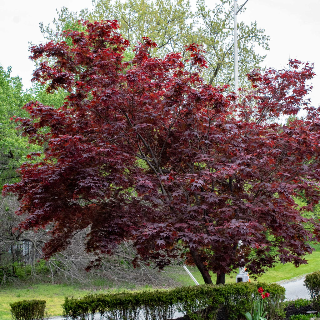 Bloodgood Japanese Maple – Gurney's Seed & Nursery Co.