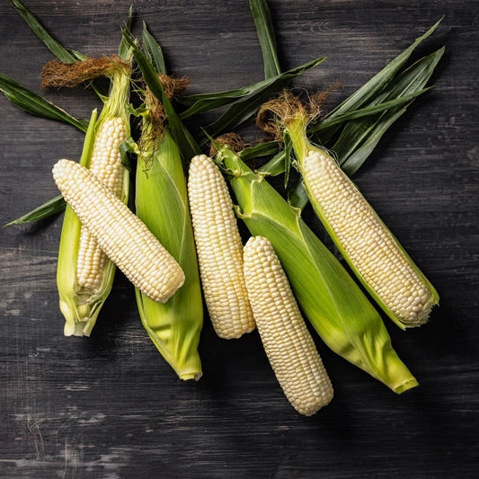 Magnolia Sweet Corn – Gurney's Seed & Nursery Co.