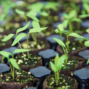 Heatmaster Hybrid Tomato Seeds from Gurney's Seed & Nursery Co.