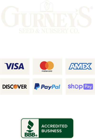 Neptune Seedless Grape Vine | Gurney's Seed & Nursery Co.