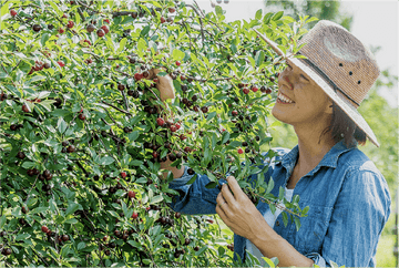 Filigree Hosta | Gurney's Seed & Nursery Co. – Gurneys
