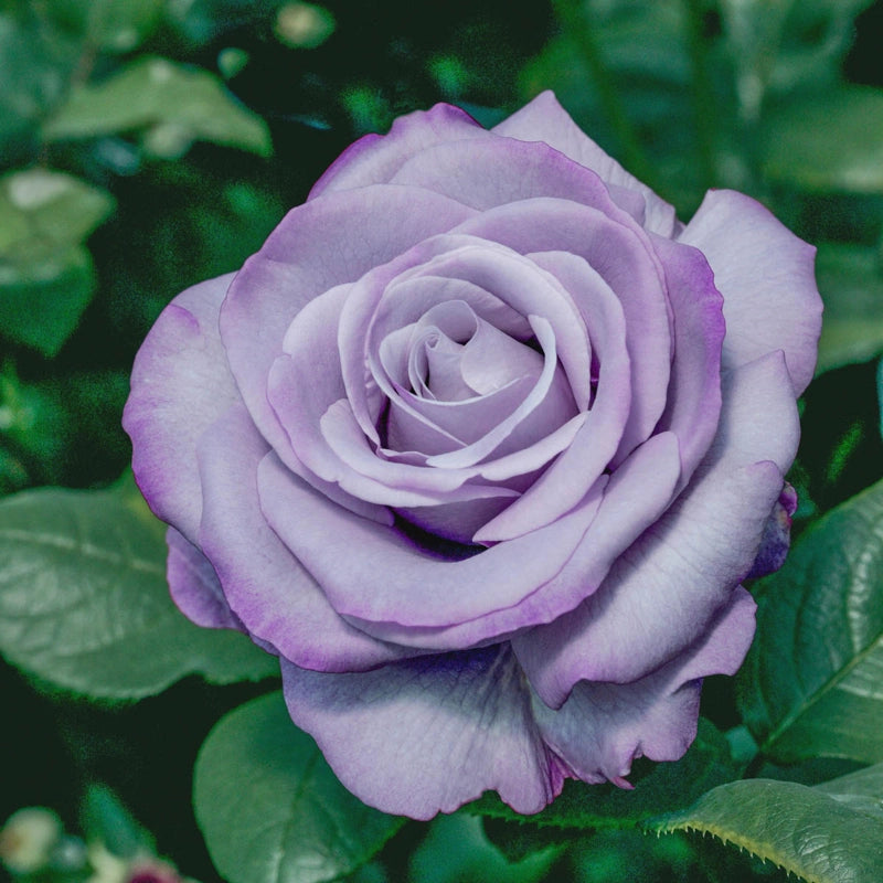 Neptune™ Hybrid Tea Rose | Gurney's Seed & Nursery Co.