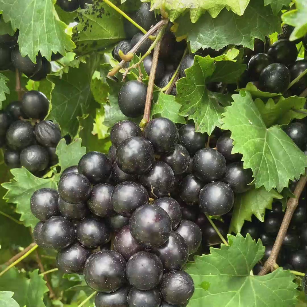 Shop Oh Yes Black Muscadine | Gurney's Seed & Nursery