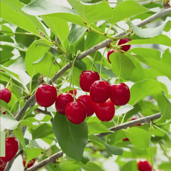Wowza!® Bush Cherry | Gurney's Seed & Nursery Co.