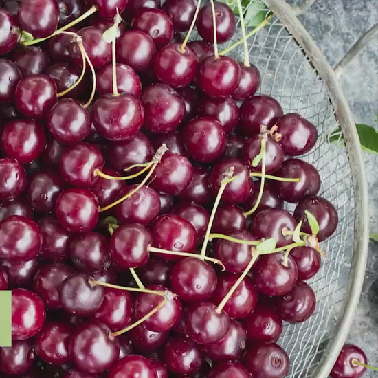 Juliet™ Bush Cherry | Gurney's Seed & Nursery Co.