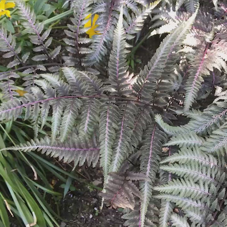 Japanese Painted Fern | Gurney's Seed & Nursery Co.