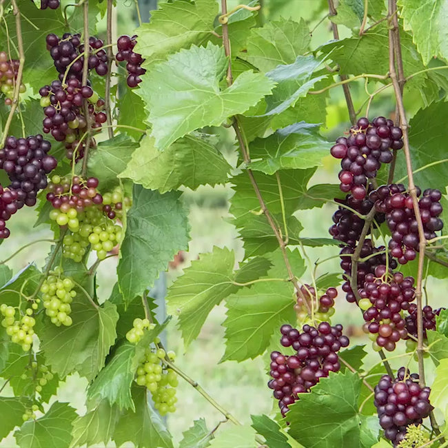 RazzMatazz® Seedless Grape Vine | Gurney's Seed & Nursery Co.