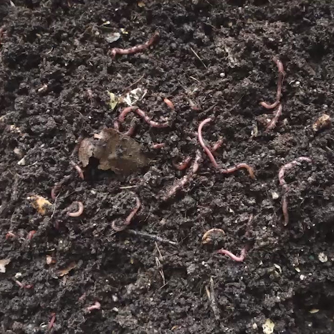 Basic Worm Factory Worm Composting System | Gurney's Seed & Nursery Co.